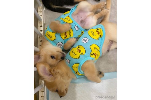 東京都のチワックス:チワワ×ミニチュアダックスフンド|男の子 東京都のチワックス:チワワ×ミニチュアダックスフンド|男の子