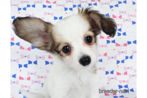 千葉県のパピヨン｜女の子・2022/08/15生まれ・ホワイト＆レッドセーブル（子犬ID：199008）｜ブリーダーナビ