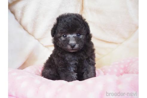 奈良県のティーカッププードル｜男の子・2022/08/25生まれ・シルバー（子犬ID：202777）｜ブリーダーナビ