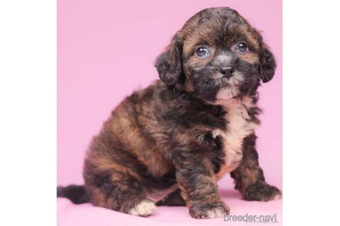 千葉県のミックス犬｜女の子・2022/09/21生まれ・ブリンドル（子犬ID：206188）｜ブリーダーナビ