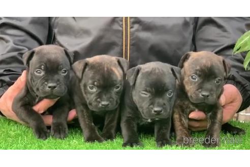 三重県のスタッフォードシャーブルテリア｜女の子・2022/12/04生まれ・ブリンドル（子犬ID：214969）｜ブリーダーナビ