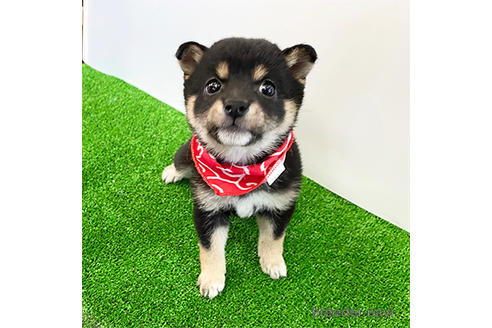 神奈川県の豆柴｜女の子・2022/11/05生まれ・黒色（子犬ID：213097）｜ブリーダーナビ