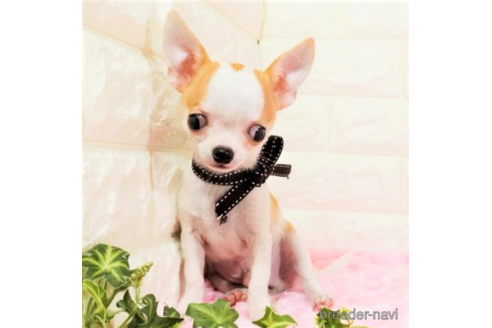 愛知県のチワワ(スムースコート)｜男の子・2022/09/11生まれ・レッド＆ホワイト（子犬ID：219506）｜ブリーダーナビ