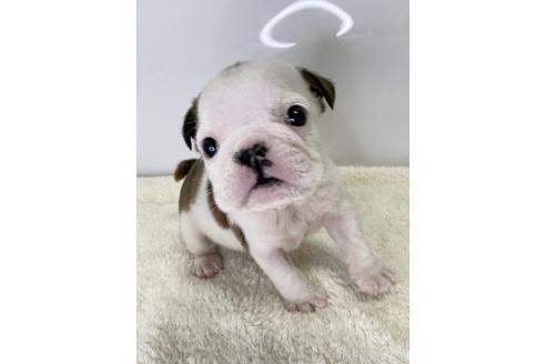 愛知県のブルドッグ｜女の子・2022/12/25生まれ・フォーン＆ホワイト（子犬ID：218183）｜ブリーダーナビ