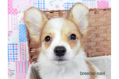 千葉県のパピヨン｜女の子・2022/12/18生まれ・ホワイト＆レッド（子犬ID：219261）｜ブリーダーナビ