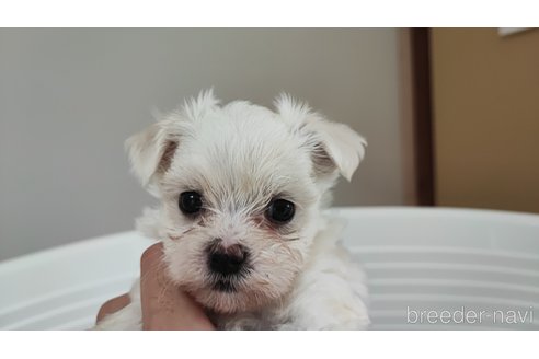 宮崎県のマルチーズ｜女の子・2023/05/18生まれ・ホワイト(白)（子犬ID：245161）｜ブリーダーナビ