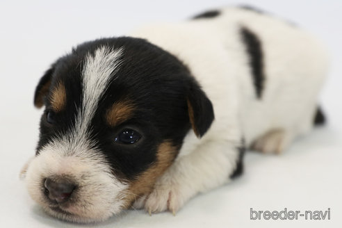 神奈川県のジャックラッセルテリア｜男の子・2023/12/01生まれ・トライカラー（子犬ID：281160）｜ブリーダーナビ
