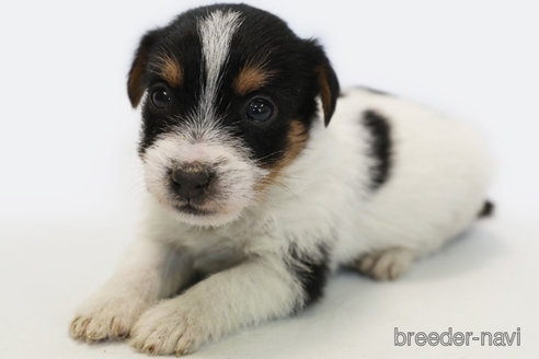 神奈川県のジャックラッセルテリア｜男の子・2023/12/01生まれ・トライカラー（子犬ID：281160）｜ブリーダーナビ