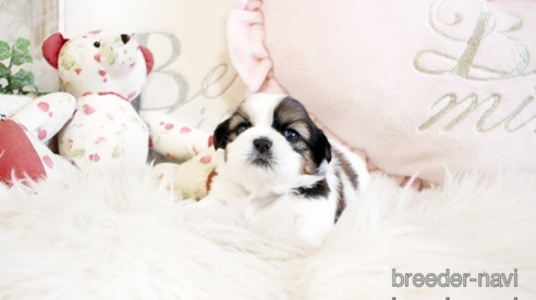 佐賀県のシーズー｜女の子・2023/12/10生まれ・ホワイト＆ゴールド（子犬ID：287158）｜ブリーダーナビ