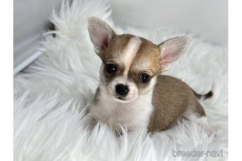 京都府のチワワ(スムースコート)｜女の子・2024/03/31生まれ・レッド＆ホワイト（子犬ID：311432）｜ブリーダーナビ