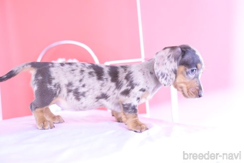 愛知県のミニチュアダックスフンド(スムースヘアード)｜女の子・2024/03/16生まれ・チョコダップル（子犬ID：305649）｜ブリーダーナビ