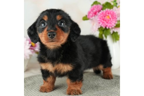 千葉県のミニチュアダックスフンド(ロングヘアード)｜女の子・2024/04/07生まれ・ブラックタン（子犬ID：314037）｜ブリーダーナビ