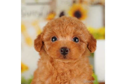 東京都のタイニープードル｜男の子・2024/04/25生まれ・レッド（子犬ID：319477）｜ブリーダーナビ