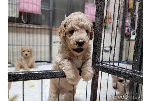 千葉県のミディアムプードル｜男の子・2024/06/09生まれ・クリーム系（子犬ID：322794）｜ブリーダーナビ