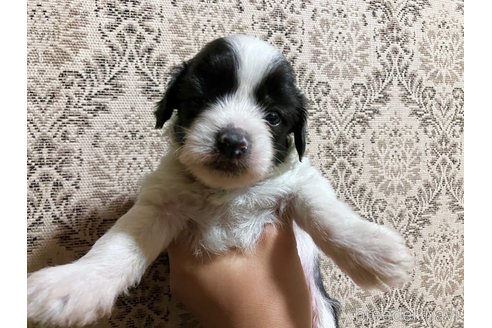 千葉県のチャイニーズクレステッドドッグ｜男の子・2024/06/13生まれ・ホワイト＆ブラック（子犬ID：322661）｜ブリーダーナビ
