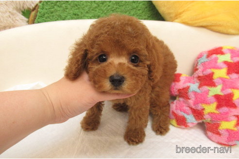 大阪府のトイプードル｜男の子・2024/06/19生まれ・レッド（子犬ID：329674）｜ブリーダーナビ