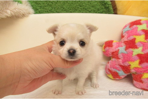 大阪府のチワワ(ロングコート)｜女の子・2024/07/24生まれ・ホワイト＆クリーム（子犬ID：334815）｜ブリーダーナビ