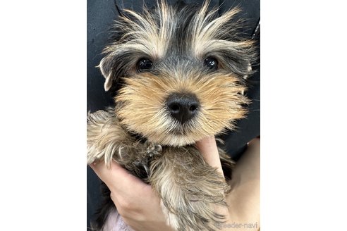 青森県のヨークシャーテリア｜女の子・2024/06/20生まれ・スチールブルー＆タン（子犬ID：338795）｜ブリーダーナビ