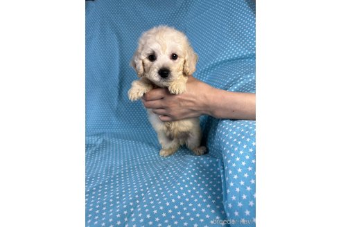 北海道のミックス犬｜男の子・2024/06/29生まれ・クリーム（子犬ID：339173）｜ブリーダーナビ