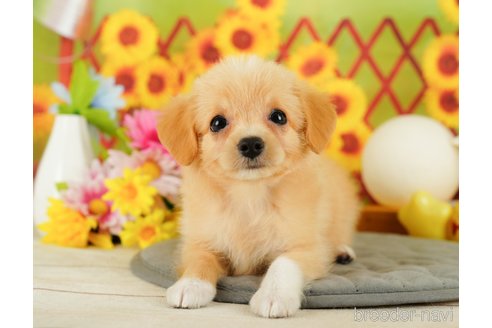 東京都のチワプー:チワワ×トイプードル｜女の子・2024/08/15生まれ・アプリコット（子犬ID：344270）｜ブリーダーナビ