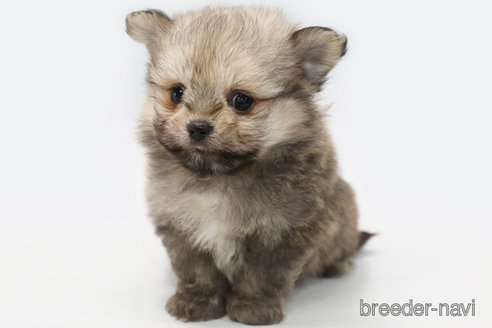 神奈川県のポメマル:ポメラニアン×マルチーズ｜男の子・2024/09/17生まれ・フォーン（子犬ID：341159）｜ブリーダーナビ