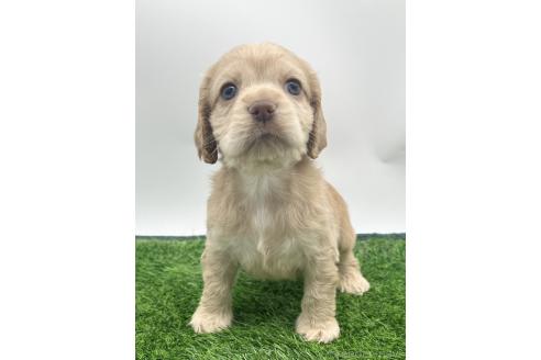 愛知県のアメリカンコッカースパニエル｜女の子・2025/02/09生まれ・バフ（子犬ID：374571）｜ブリーダーナビ