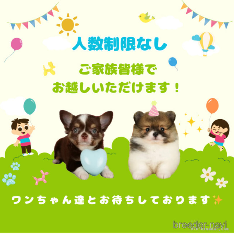 千葉県のトイプードル｜男の子・2025/05/17生まれ・レッド（子犬ID：398254）｜ブリーダーナビ