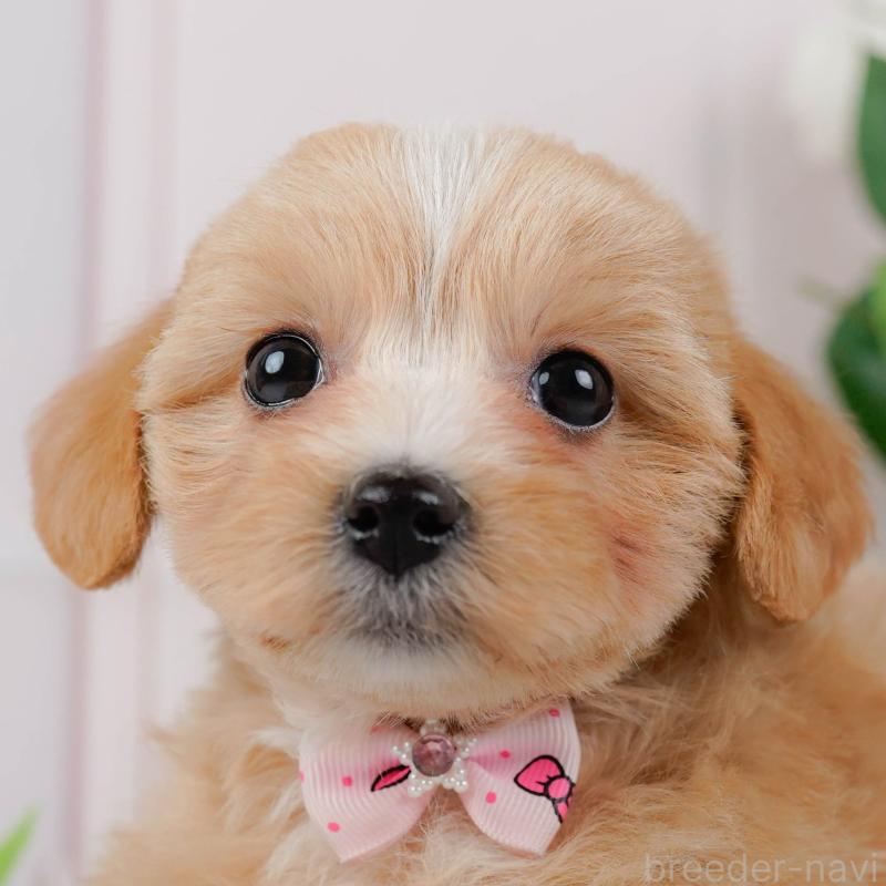 神奈川県のマルプー:マルチーズ×トイプードル｜女の子・2025/11/22生まれ・アプリコット（子犬ID：438975）｜ブリーダーナビ