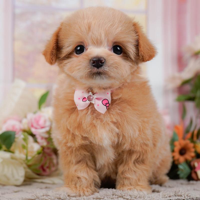 神奈川県のチワプー:チワワ×トイプードル｜女の子・2025/11/20生まれ・アプリコット（子犬ID：439003）｜ブリーダーナビ